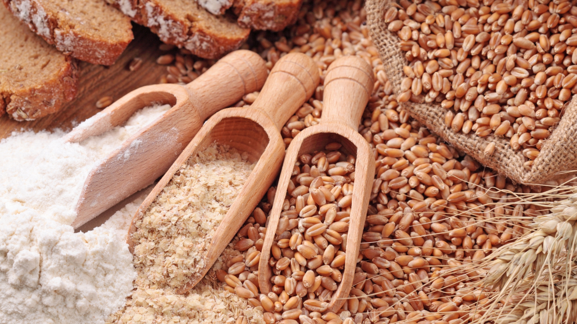 Tepung Gandum dan Tepung Terigu, Apakah Sama? - Promo & Artikel Terbaru ...